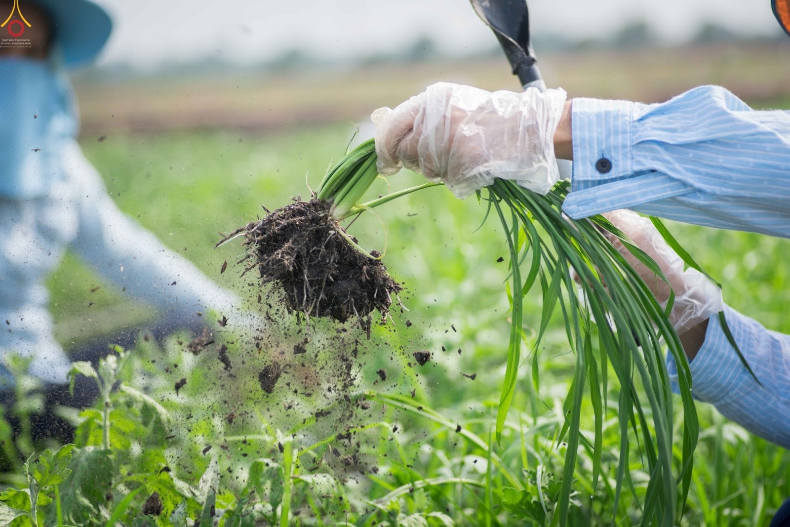ภาพดี ภาพพระพุทธศาสนา - ภาพบรรยากาศการดูแลต้นเบญจทรัพย์ วันที่ 17 ...