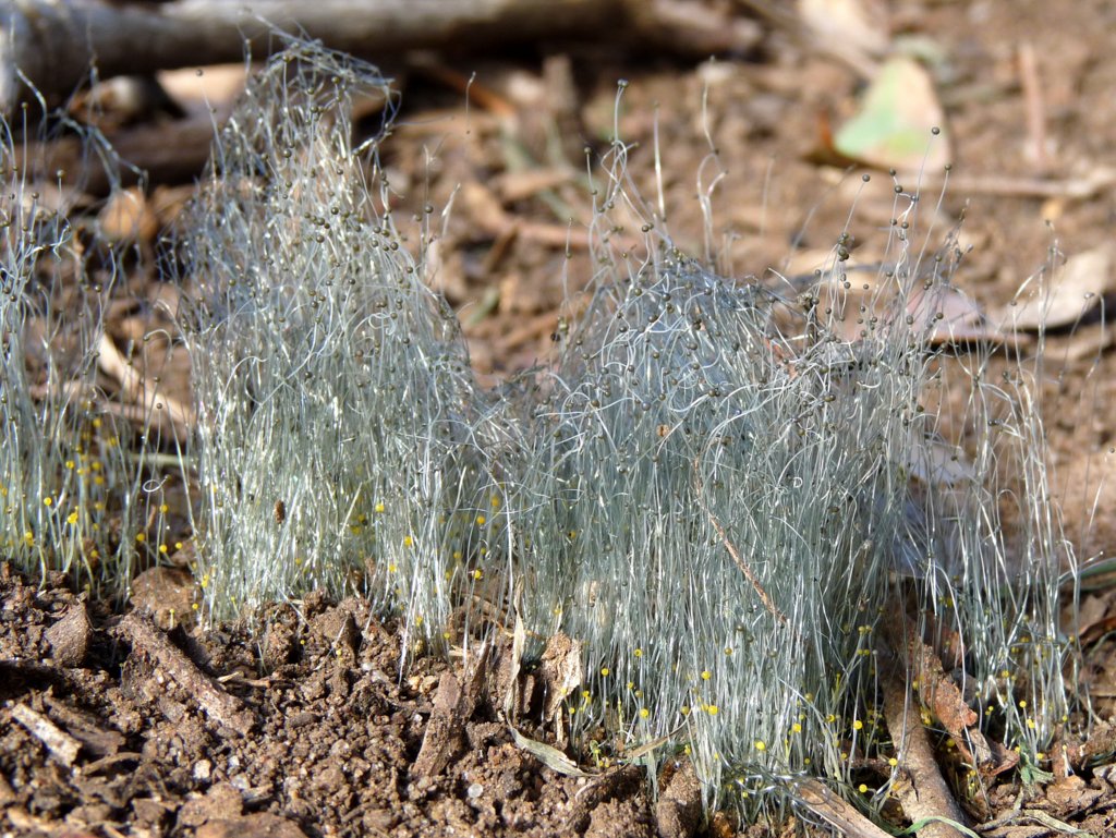 Phycomyces blakesleeanus - Alchetron, the free social encyclopedia