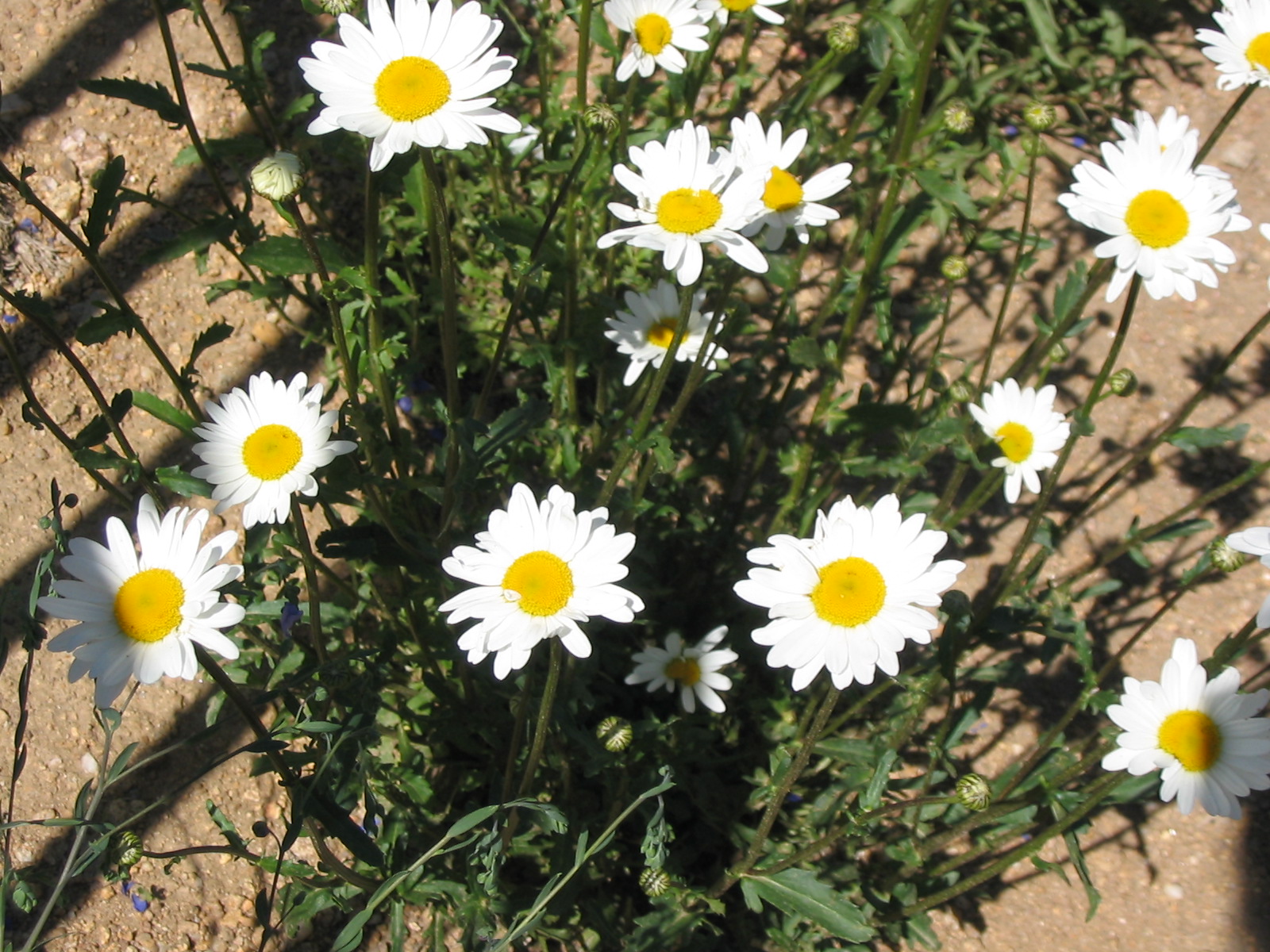 CO-Horts: What is a weed?