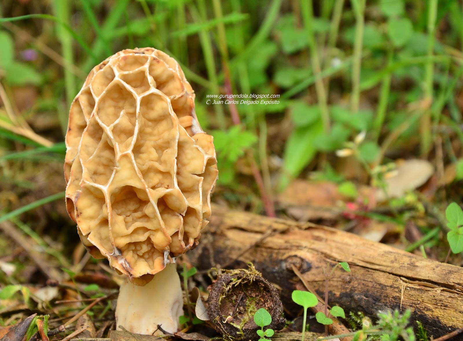gurupendola: SETAS DE PRIMAVERA: LA COLMENILLA.Fregenal de la Sierra ...