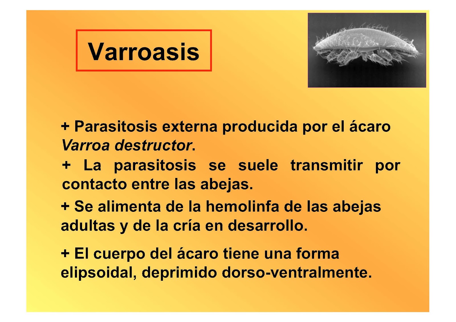 La Familia de la Apicultura - The Beekeeping Family: Control Biológico ...