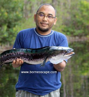 5 Freshwater Fish You Should Catch in Borneo - BorneoScape