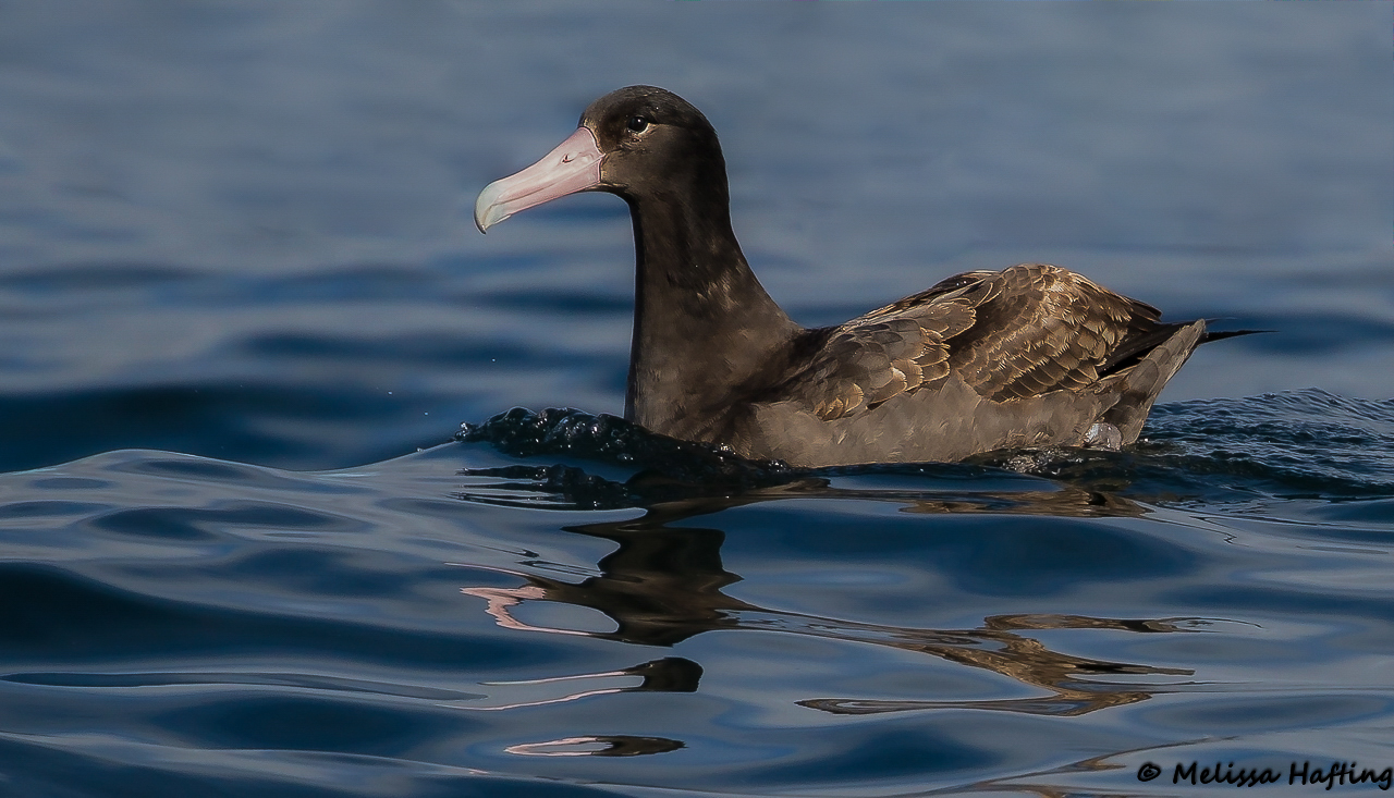 BC Rare Bird Alert: RBA: 3 SHORT-TAILED ALBATROSSES off Tofino - March 24th