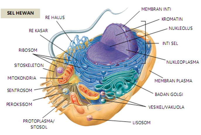 Organel Sel - BELAJAR BIOLOGI
