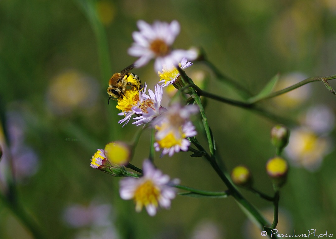 Pescalune Photo: Colletes halophilus