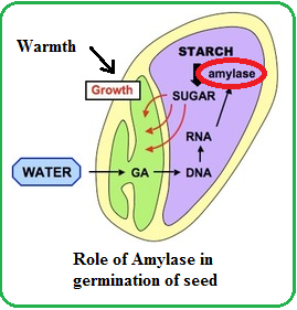 # 23 Role of enzymes in germinating seeds | Biology Notes for IGCSE ...