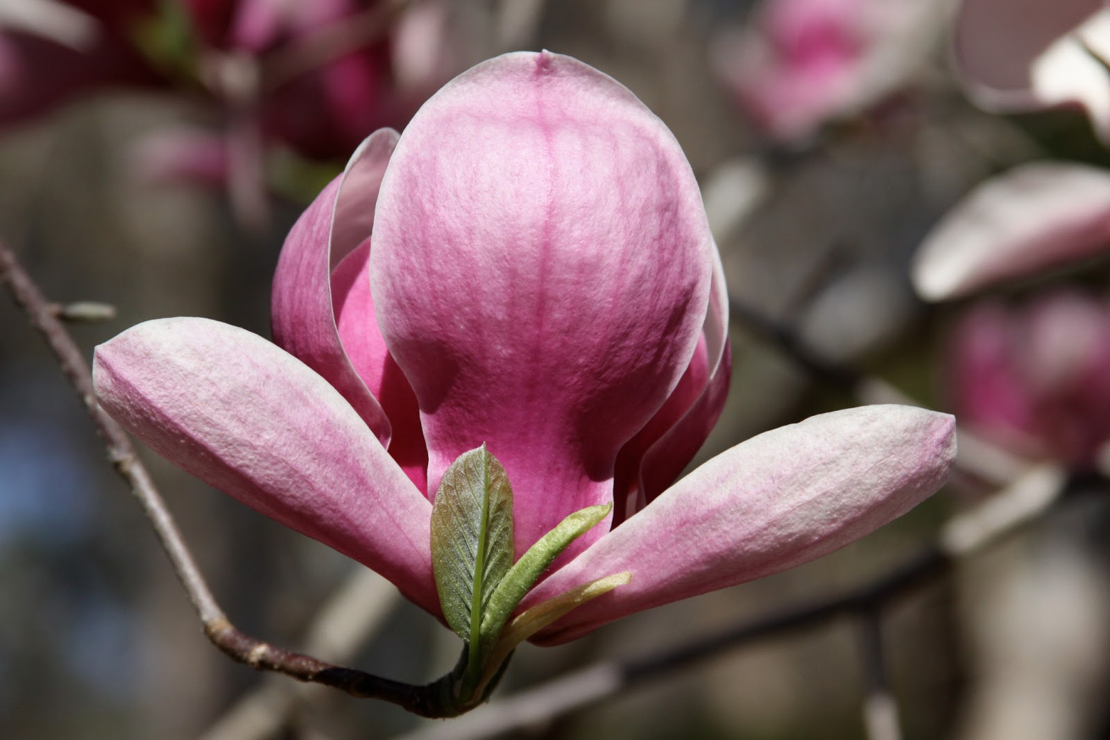 Sweet Southern Days: Japanese Magnolia Blossoms