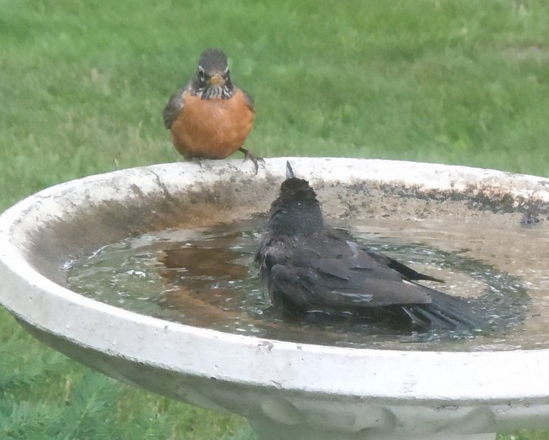Parrot Musings: Bird bath soap opera