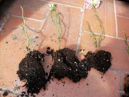 plantarencasa: Plantar en Septiembre...... tareas que debemos hacer....