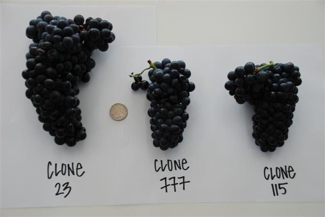 The Sommelier Update: Clones