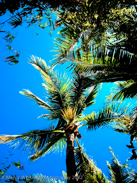 The Photographer's Journey... By Mercy Whitney Photography