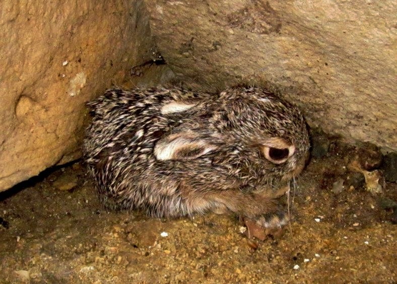 Mammals of Cyprus - Τα θηλαστικά της Κύπρου by George Konstantinou ...