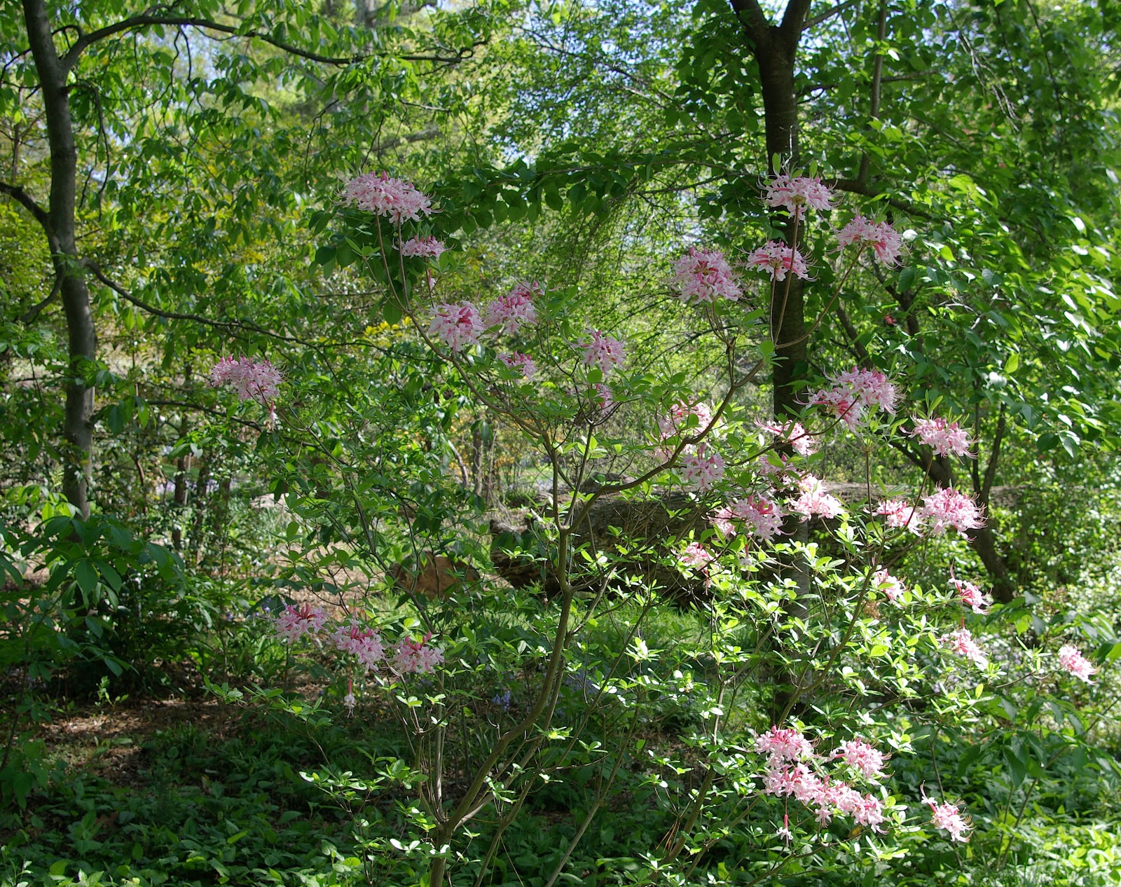 sweetbay: Wildflower Wednesday ~ A Visit to the Coker Arboretum