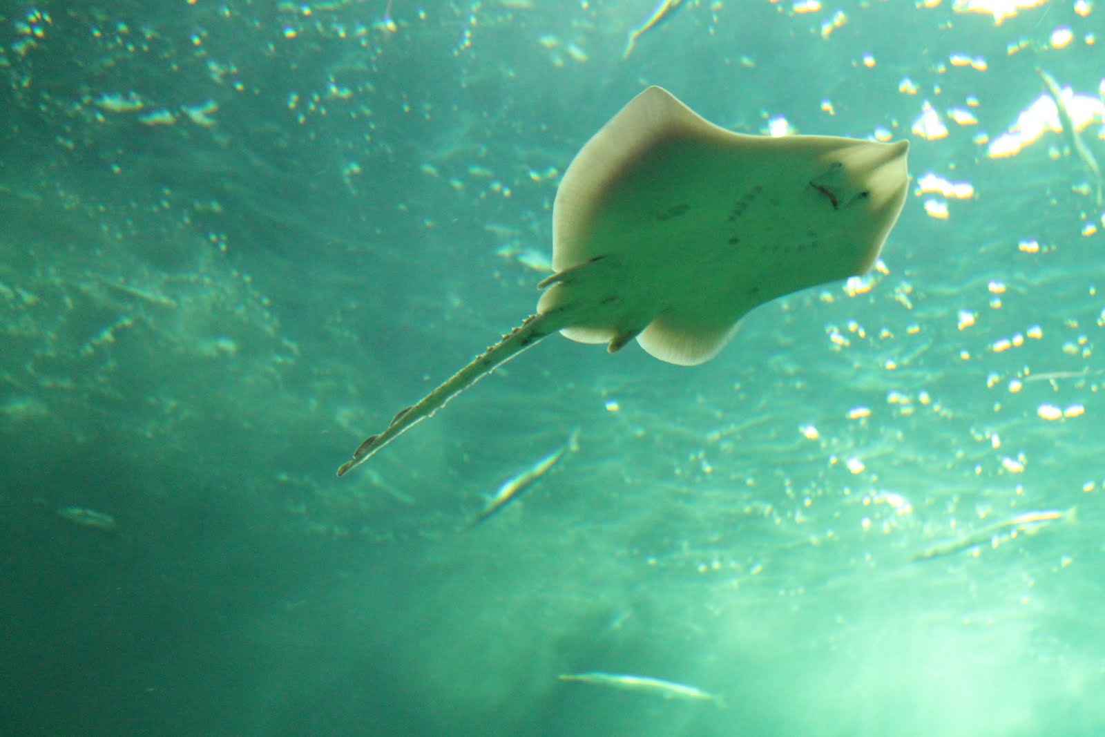 Conni: Del 7 Forskellige fisk