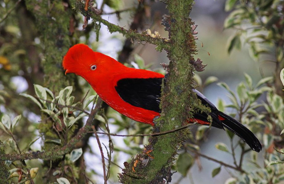 Gallito de las Rocas
