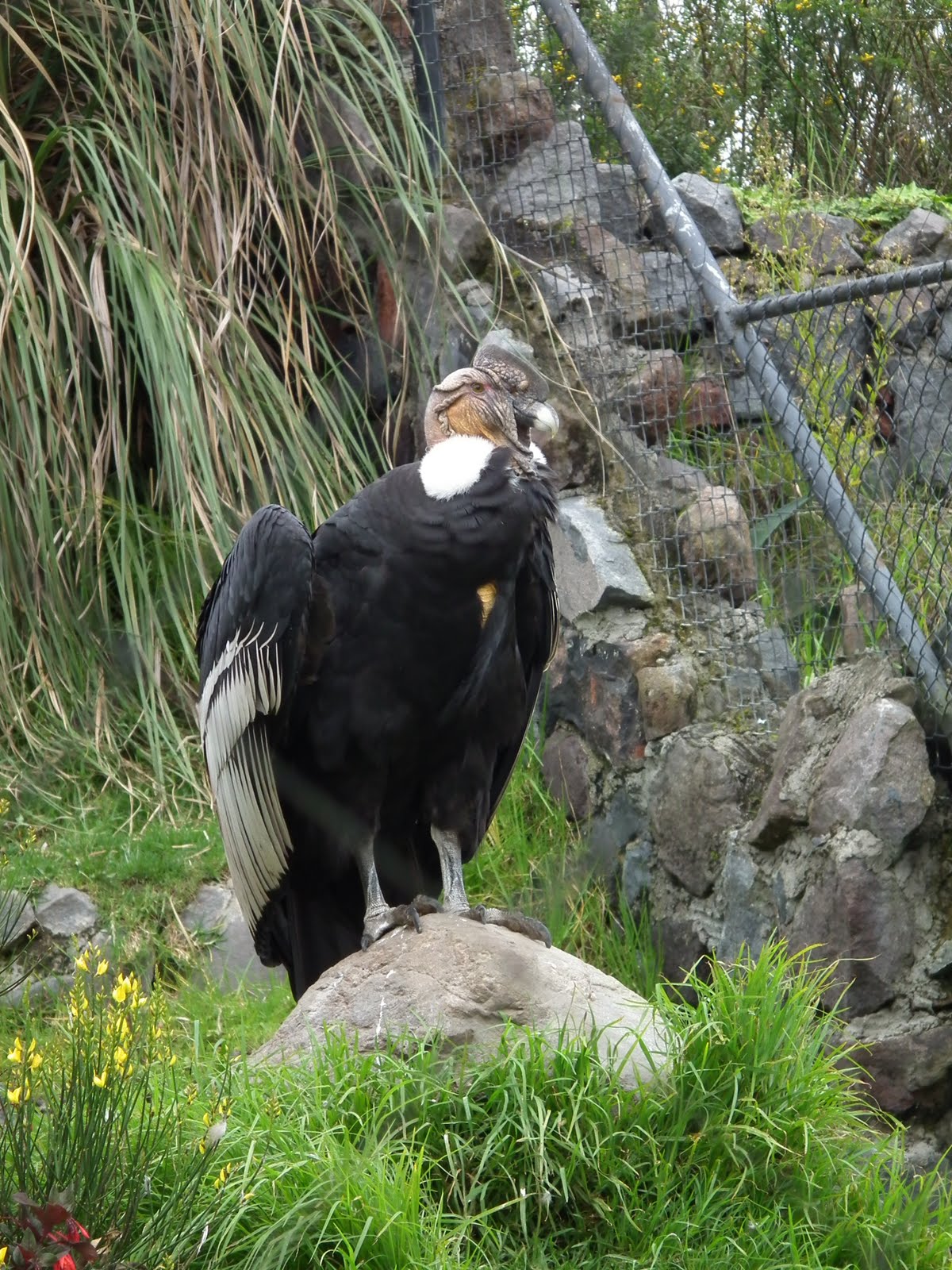 Chintanaigal: Trip to Cuicocha - Parque de Condor