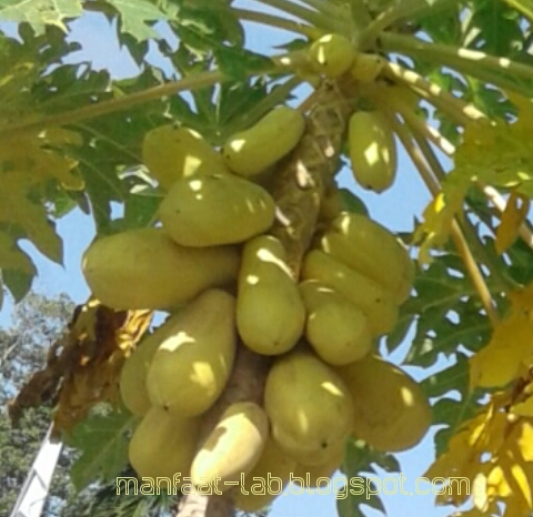 Pepaya Kuning yang unik dan lucu - Manfaat-Lab