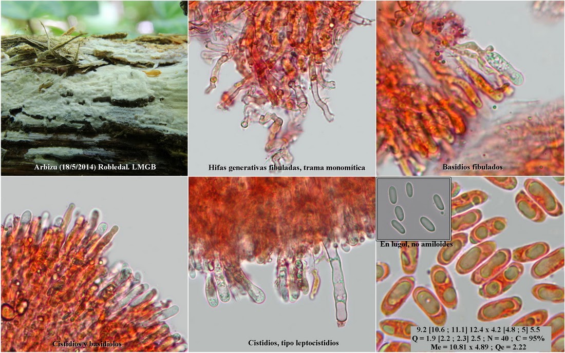 Microscopía de hongos. Vol 2 . D - K: mayo 2014