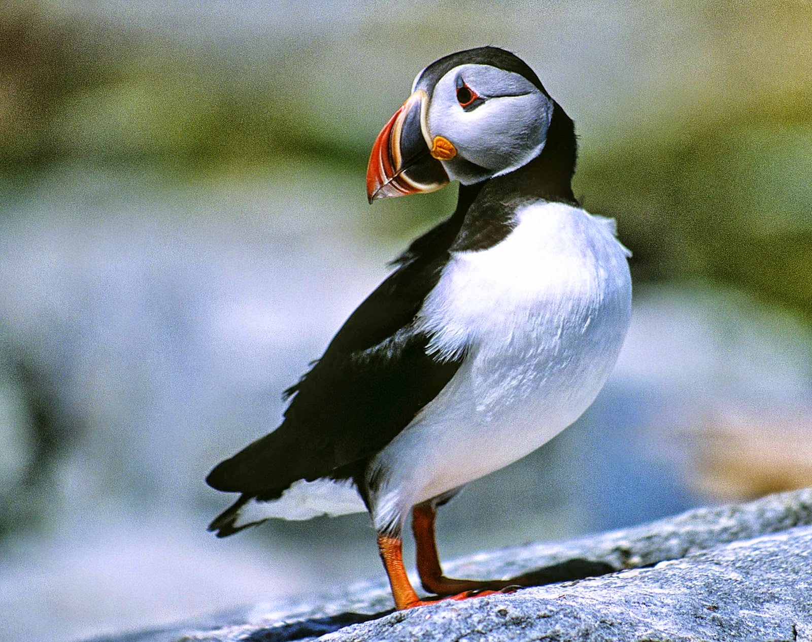 PUFFINS photos - wallpapers (ανανεωμένο) | the fun bank