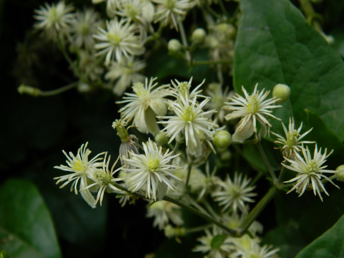 LA MULTI ANI, ROMANIA!: Flori albe