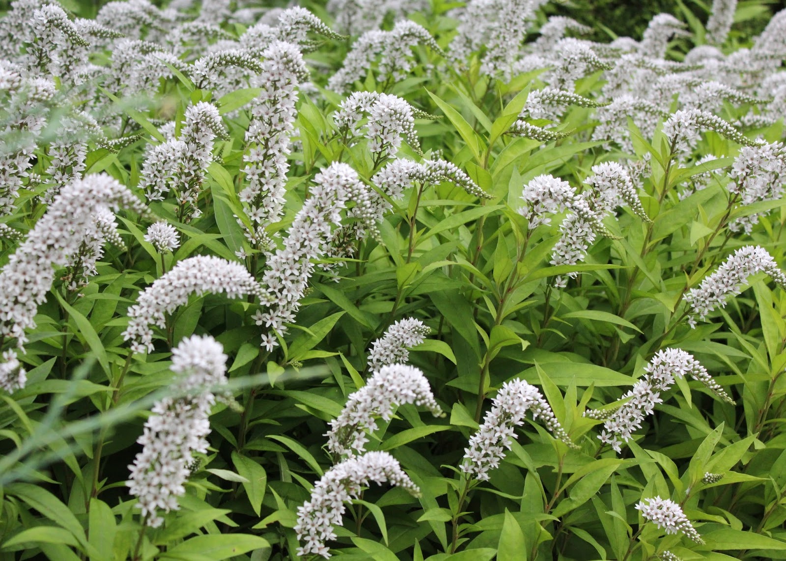 Red House Garden: Can You Tame This Goose?