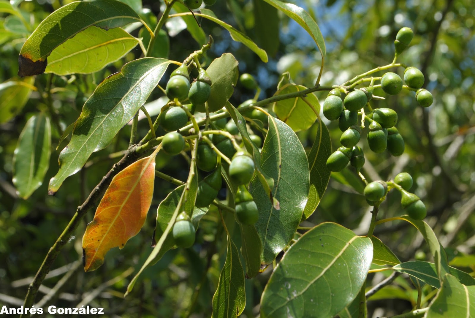 FOTOS DE FLORA NATIVA Y ADVENTICIAS DE URUGUAY : Ocotea acutifolia. Lauraceae