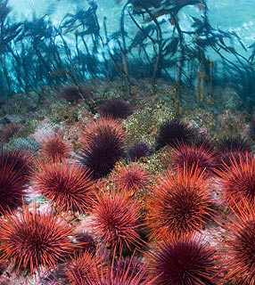 bioindicadores - BIO: Você sabe o que é um BIOINDICADOR????