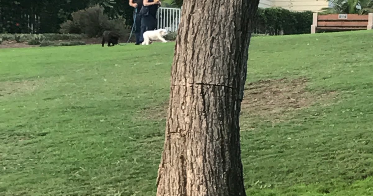 Encinitas Undercover: Orpheus Park trees appear to have survived ...