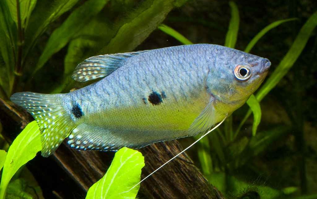 Mania de Aquário: Tricogáster (Trichogaster sp.)