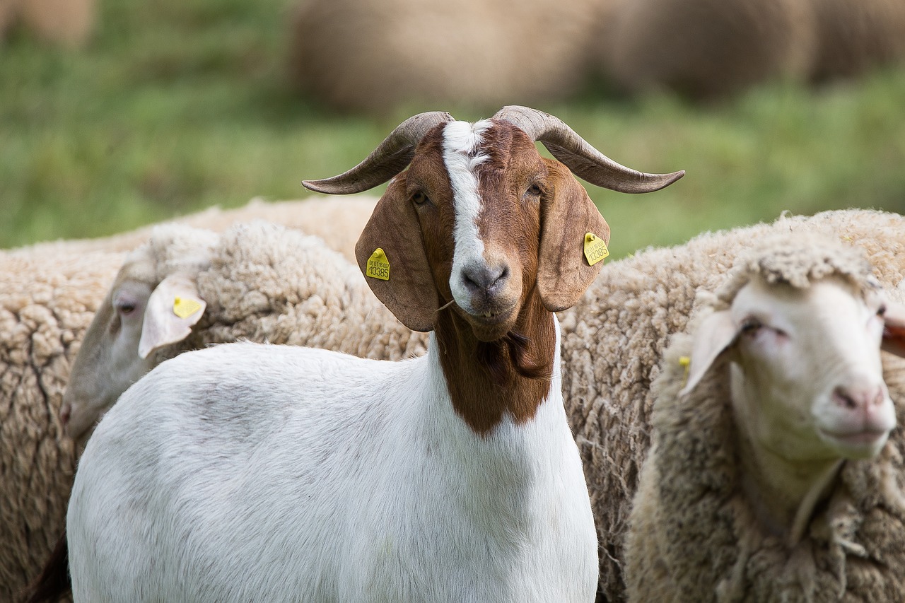 Why Goats? The Case for the Other Red Meat