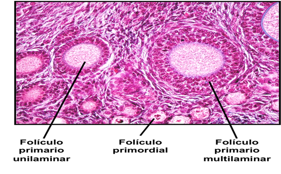 Sistema reproductor femenino