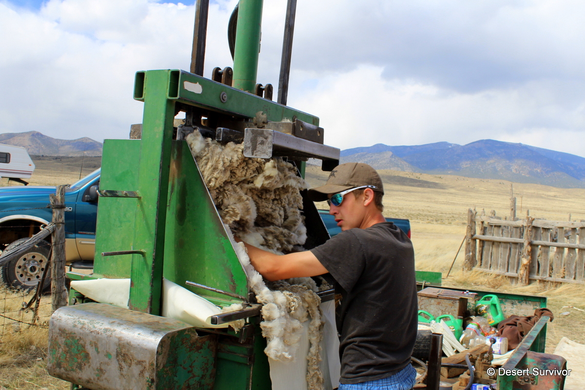 Desert Survivor: Sheep Shearing