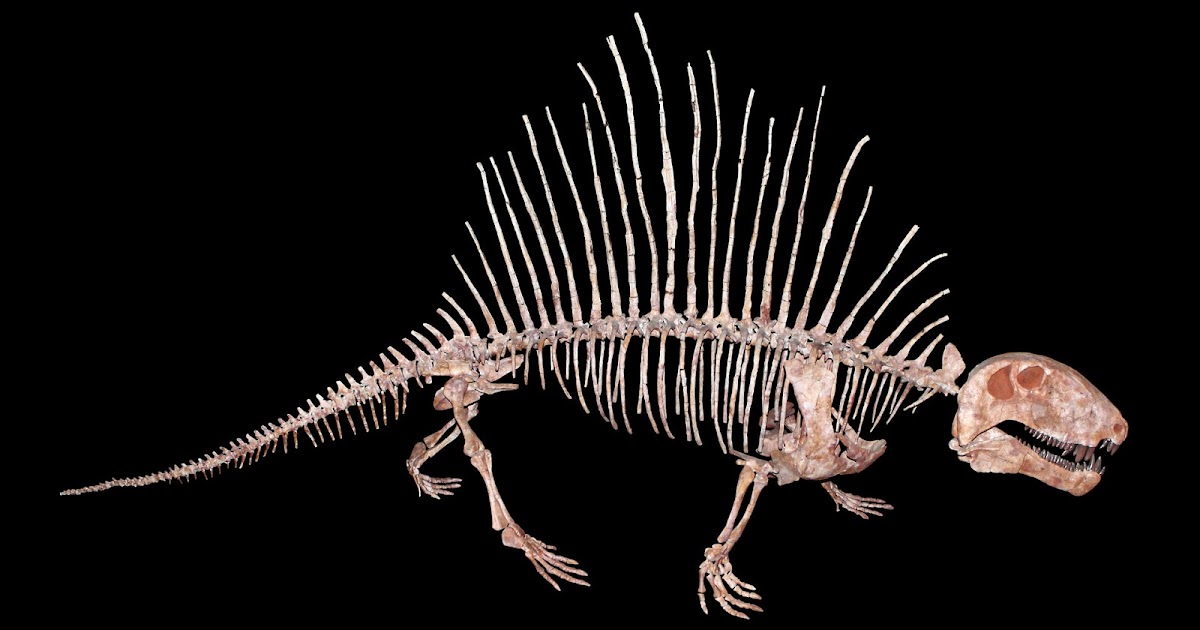 반룡류 (Pelycosaur) 이야기 (3) - 디메트로돈의 돛