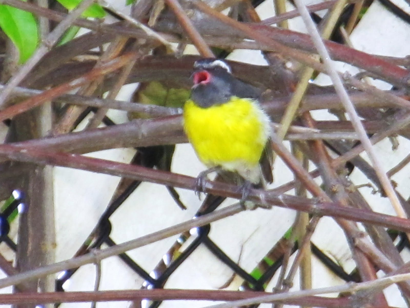 BirdsEyeViews: St. Kitts Birds