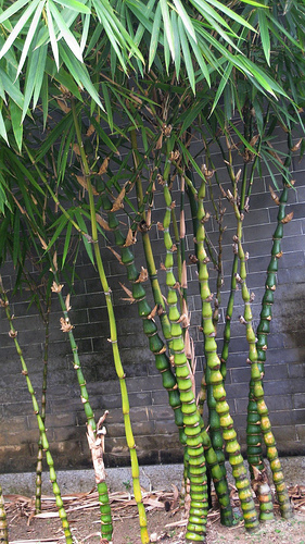 pokok buluh /bambusa (jenis dan penjagaan) : debungor