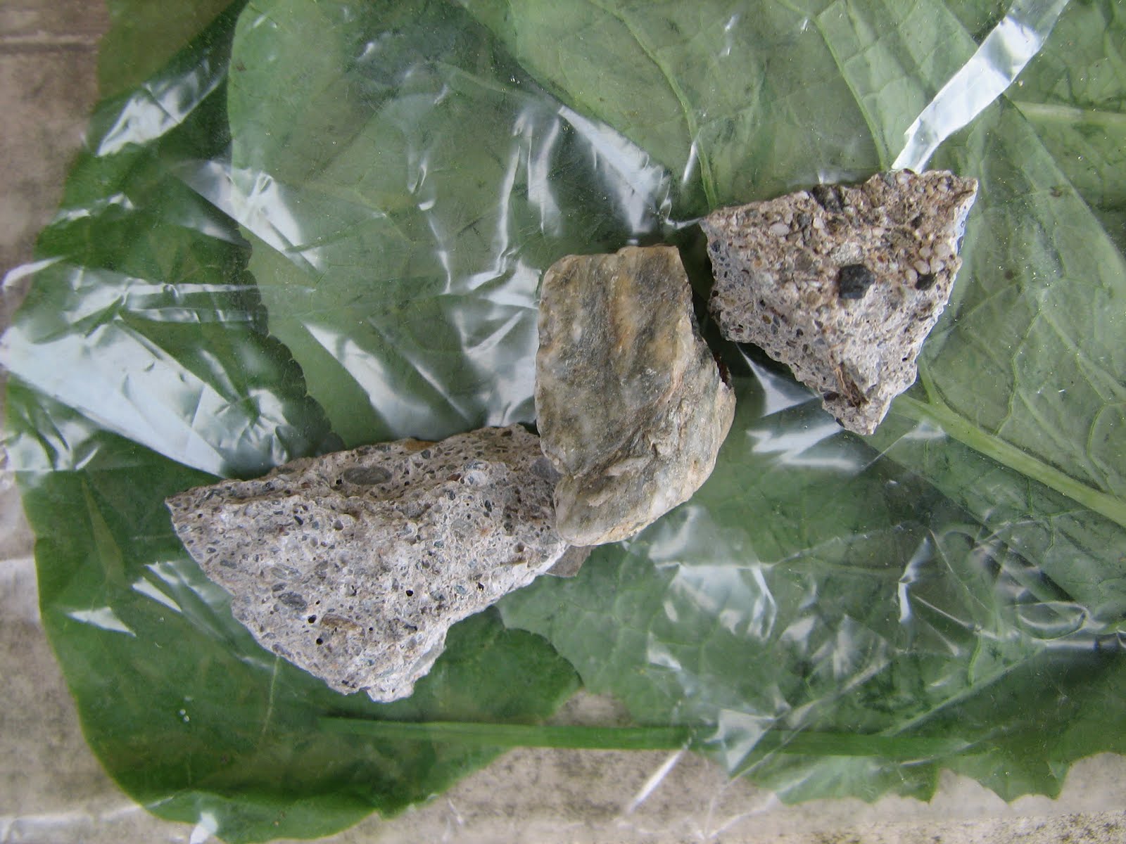 Science Matters: Eating without Teeth