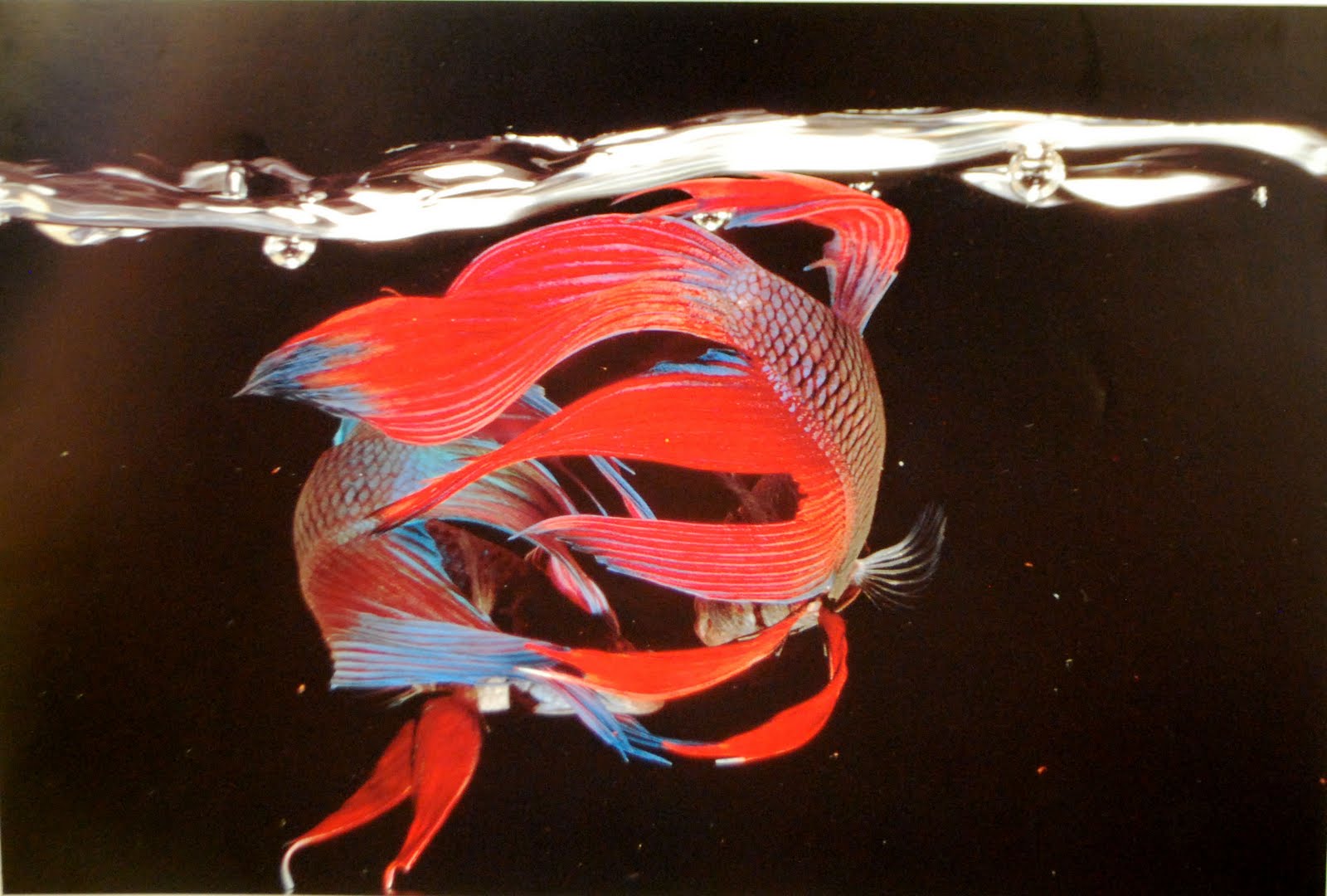 mhatts.: fighting fish/ fighting birds by hiro