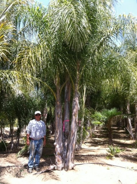 Gregory Palm Farms : SPECIMEN QUEEN PALMS... HARDY, SHADY AND PRETTY ...