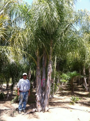 Gregory Palm Farms : SPECIMEN QUEEN PALMS... HARDY, SHADY AND PRETTY ...