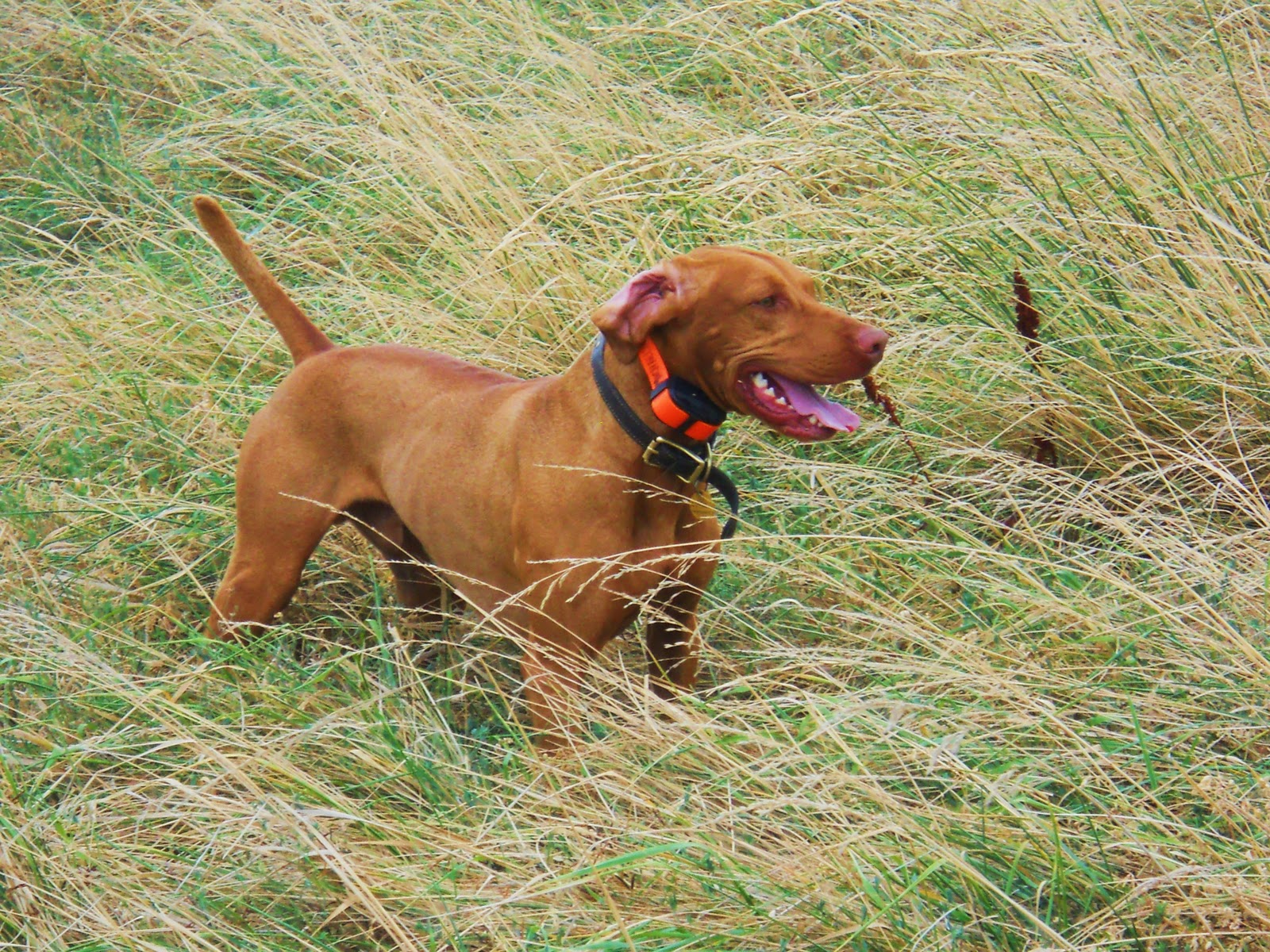redbirddog - a hungarian pointer (vizsla) blog: First Pheasant Hunt of ...