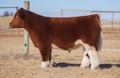 RCC Blog: Rodgers Bulls