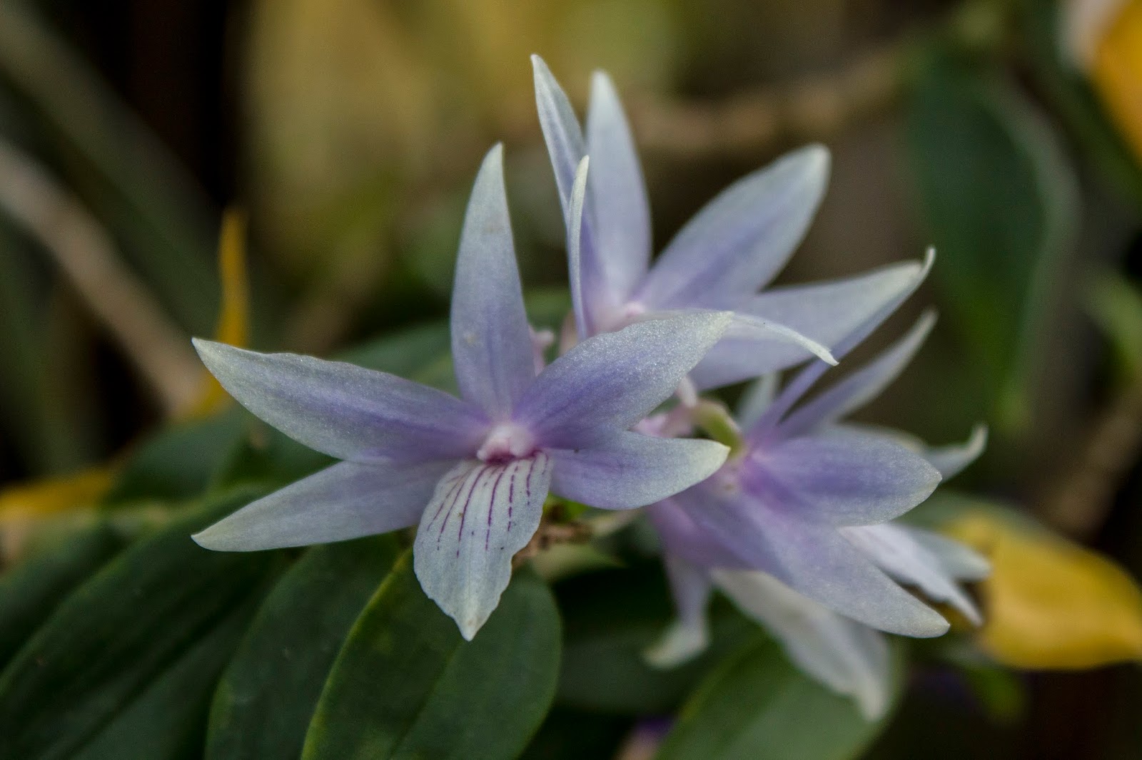 Maria's Orchids: A display of dendrobiums