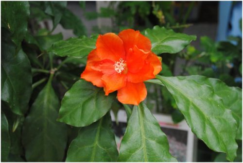 25+ Gambar Bunga Warna Orange - Gambar Bunga Indah