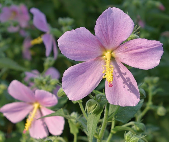 sweetbay: Blooming Friday -- Seashore Mallow