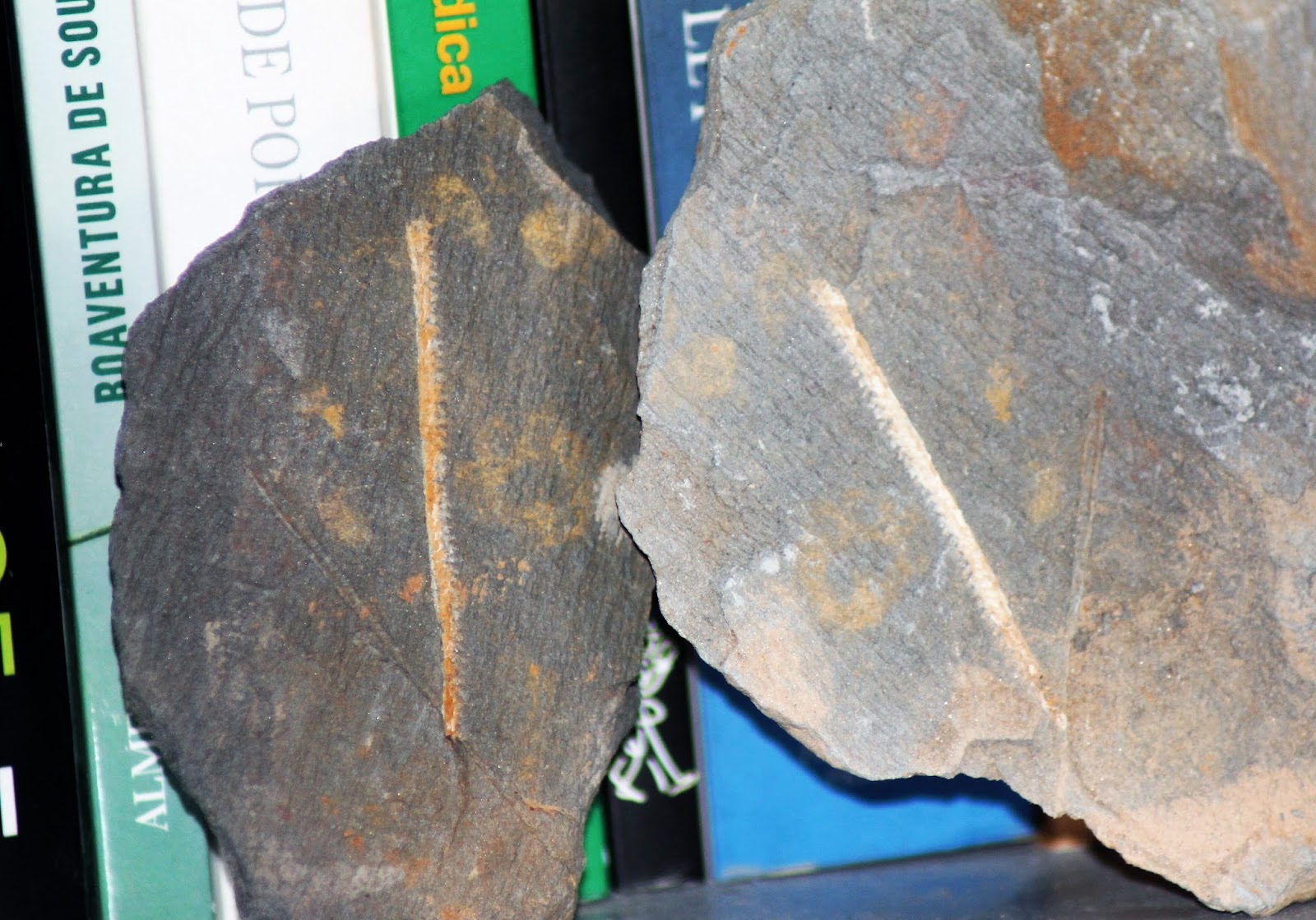 Cáceres al natural: GRAPTOLITES