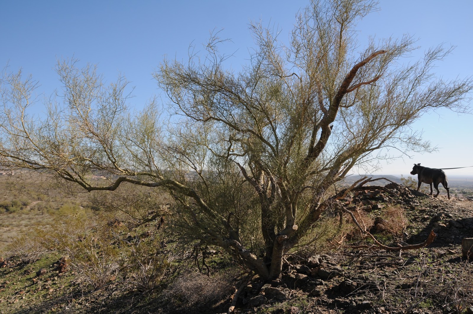Arizona Hiking: BURSERA TRAIL