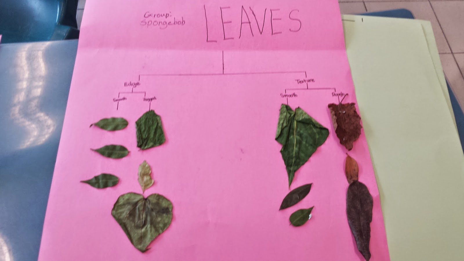 Class 3A 2014: Group work: Classifying leaves (Plant Systems)