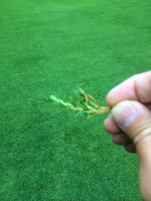 Highlands Country Club Agronomy: Creeping Bentgrass