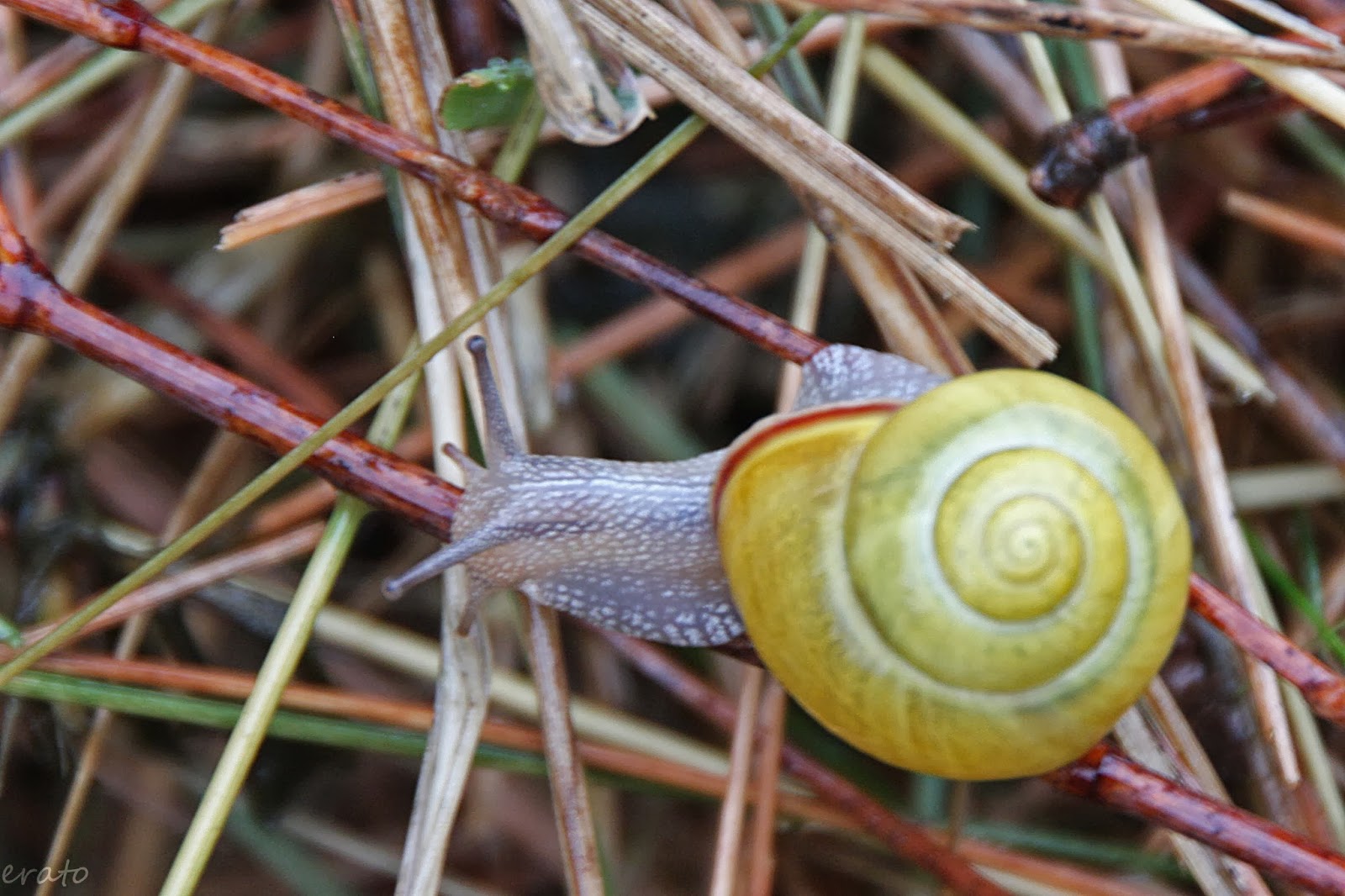 Rêveries: Les colimaçons ......