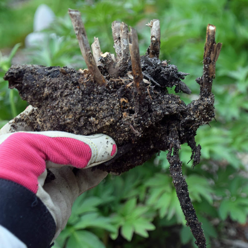 Southern Peony: 2020 Intersectional Peony 'Callie's Memory' Dies of ...